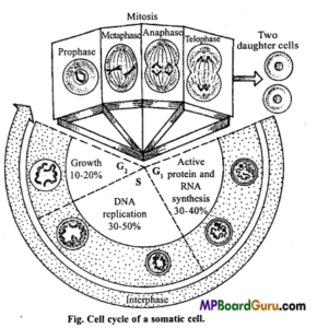 MP Board Class 11th Biology Important Questions Chapter 10 Cell Cycle ...