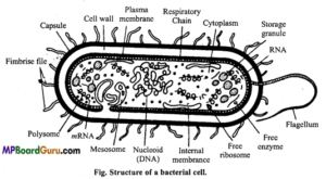 MP Board Class 11th Biology Important Questions Chapter 2 Biological ...