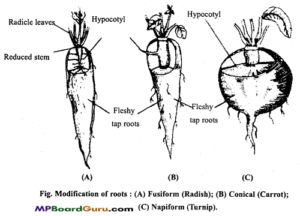 MP Board Class 11th Biology Important Questions Chapter 5 Morphology of ...