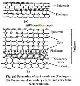 MP Board Class 11th Biology Important Questions Chapter 6 Anatomy of ...
