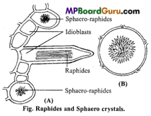 MP Board Class 11th Biology Important Questions Chapter 8 Cell: The ...
